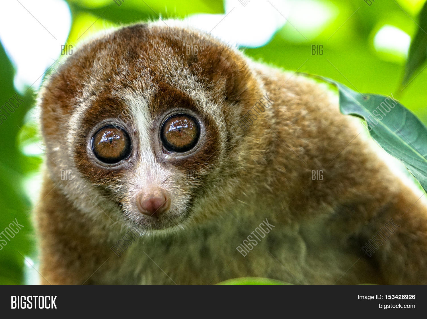 Slow Loris Monkey On Image & Photo (Free Trial) | Bigstock