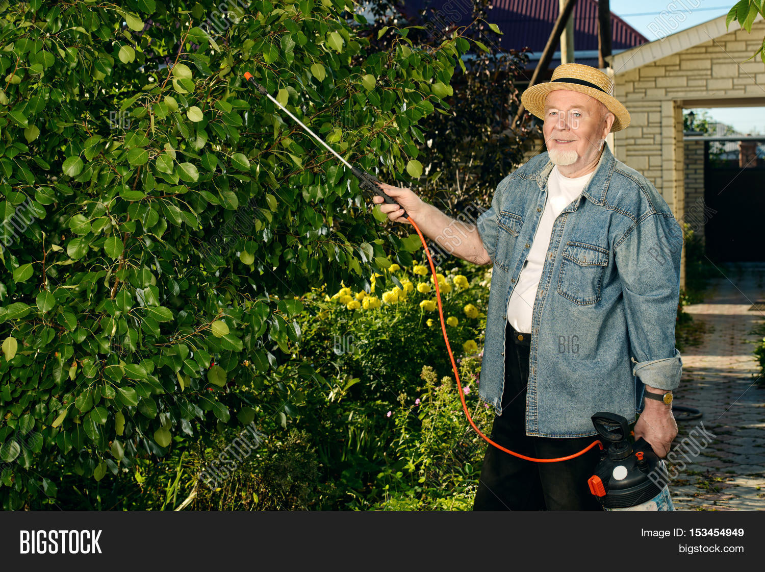Senior Man Pollinate Image & Photo (Free Trial) | Bigstock