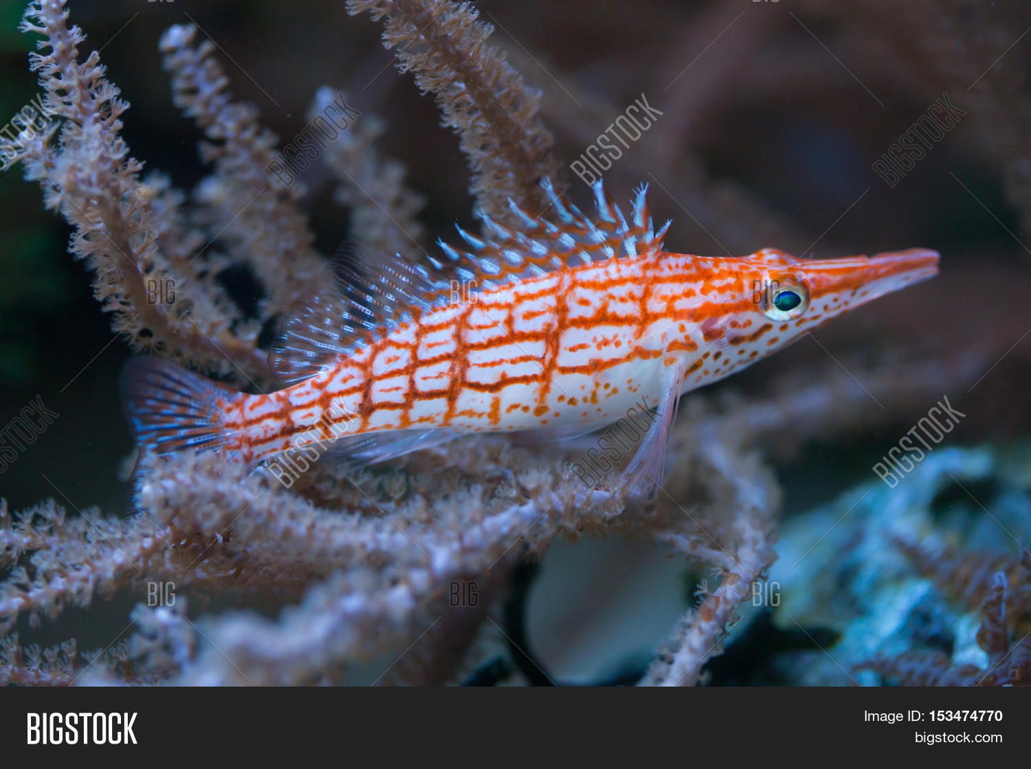 Longnose Hawkfish ( Image & Photo (Free Trial) | Bigstock