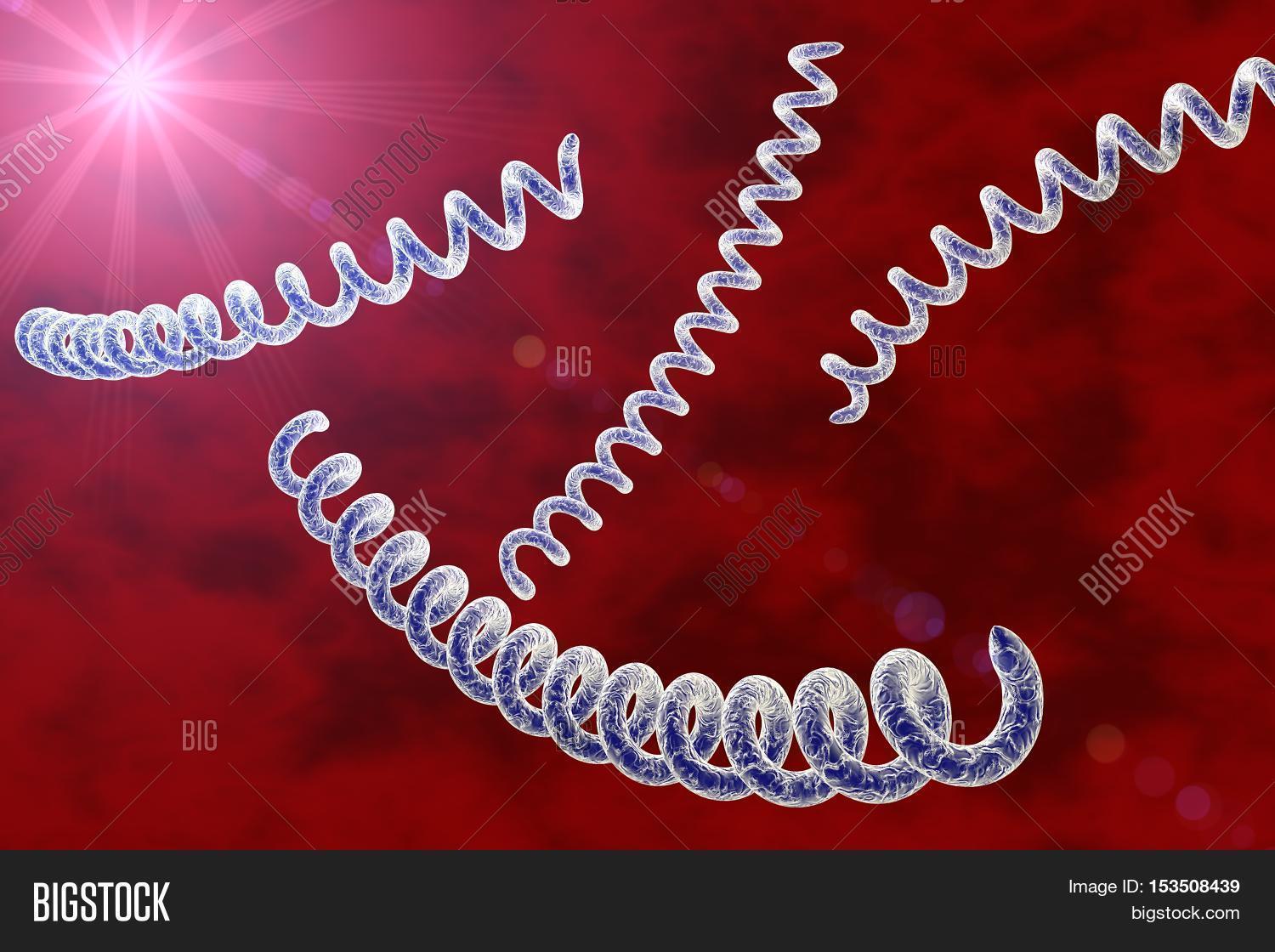 Treponema Pallidum On Image & Photo (Free Trial) | Bigstock