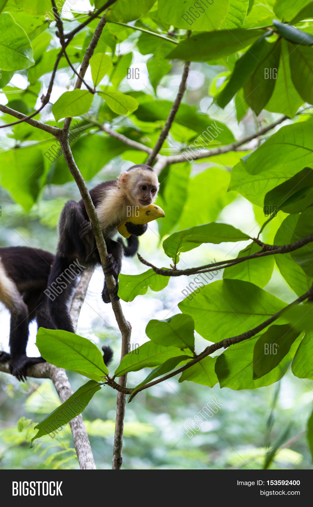 White Headed Capuchin Image & Photo (Free Trial) | Bigstock