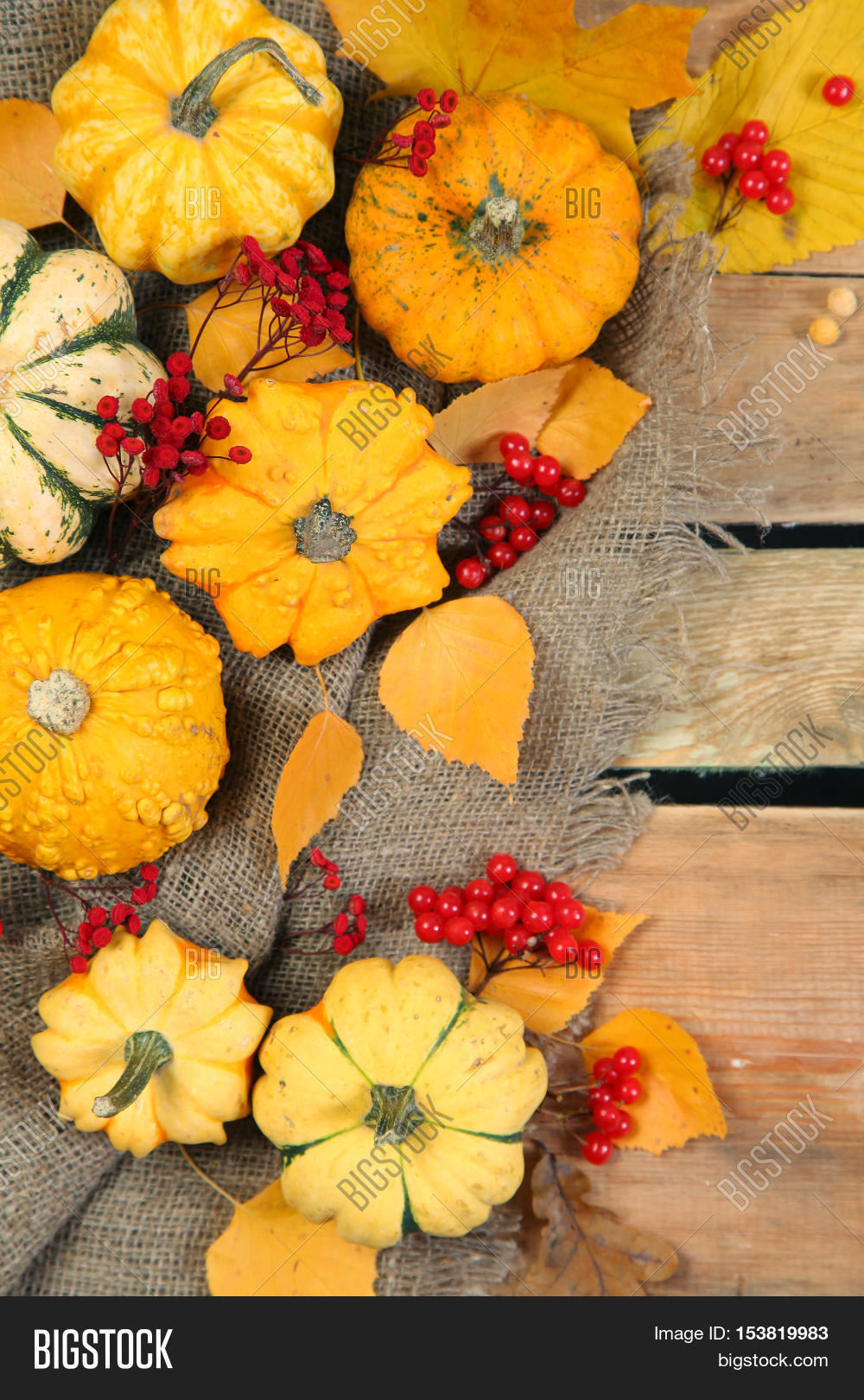 Yellow Pumpkins On Image & Photo (Free Trial) | Bigstock