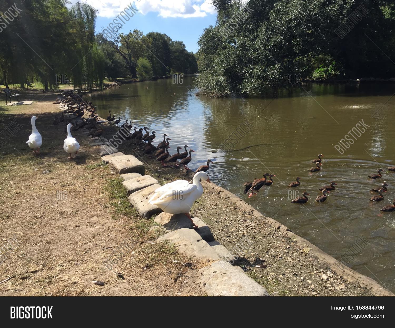 Large White Goose Image & Photo (Free Trial) | Bigstock