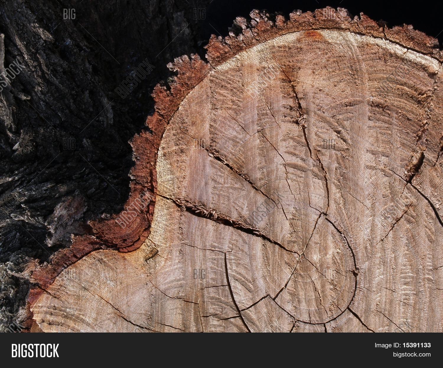 Cross Section Tree Image & Photo (Free Trial) | Bigstock