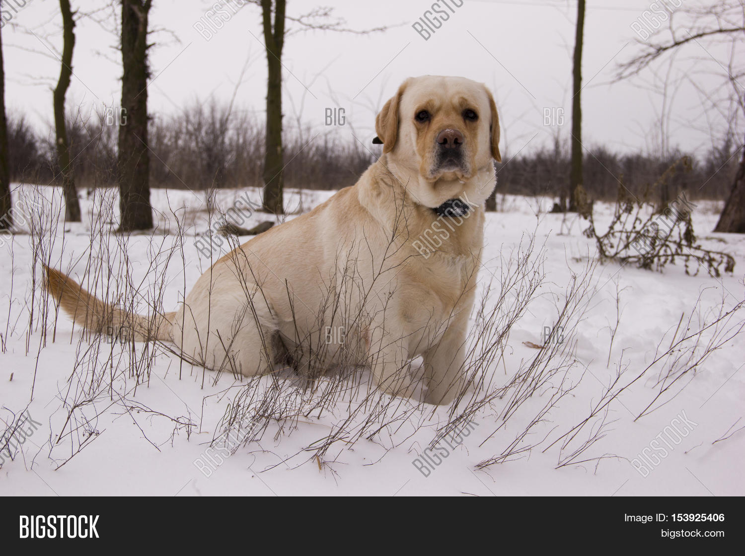 Pale Yellow Labrador Image & Photo (Free Trial) | Bigstock