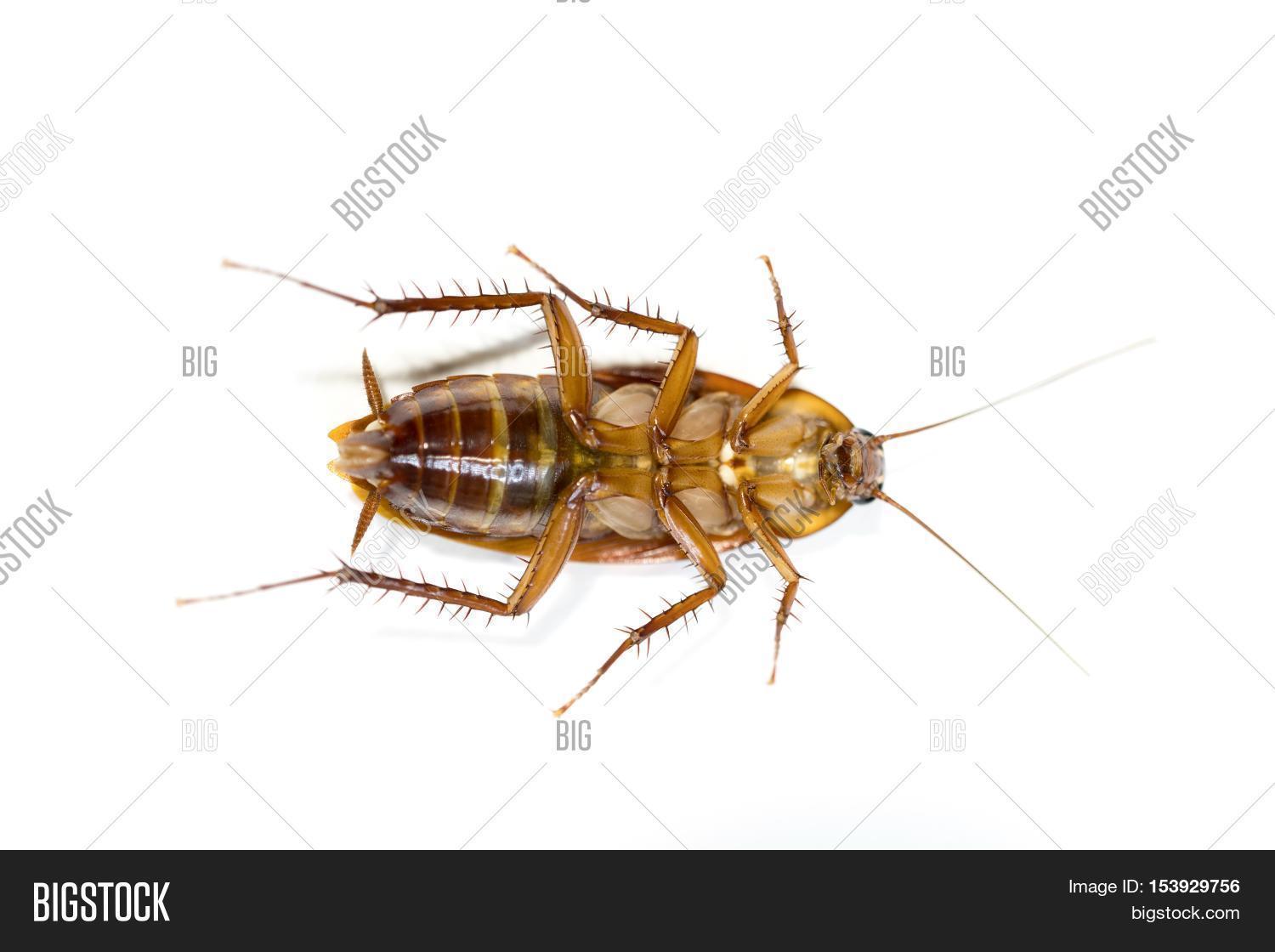Dead Cockroach Image & Photo (Free Trial) | Bigstock