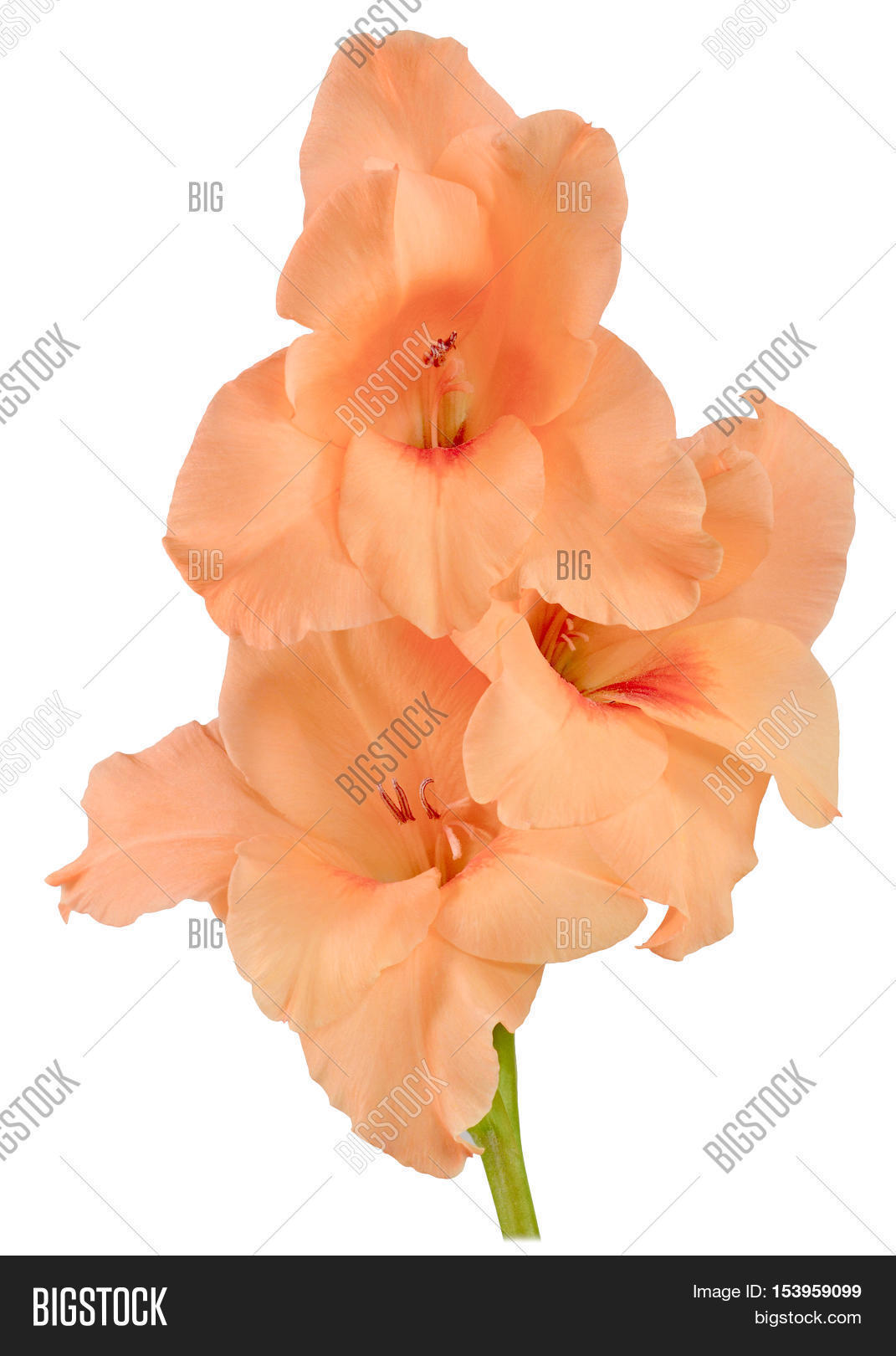 Single Stem Flower Image & Photo (Free Trial) | Bigstock