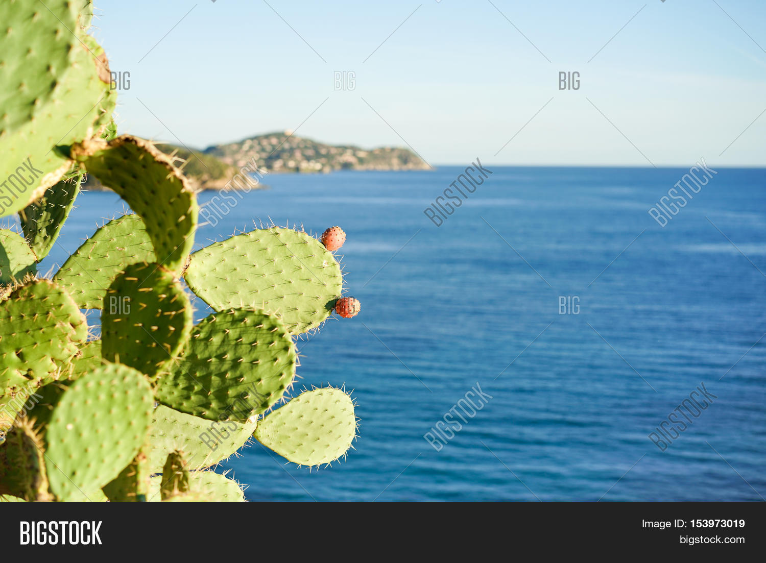 Prickly Pear Cactus Image & Photo (Free Trial) | Bigstock