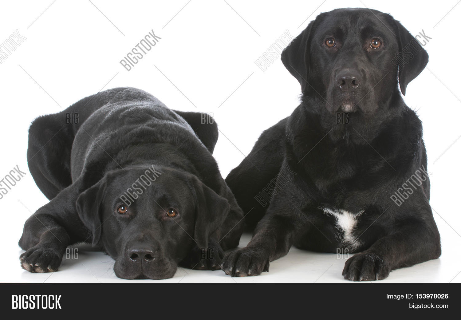 Two Black Labrador Image & Photo (Free Trial) | Bigstock