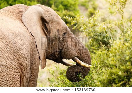Elephant Curled Trunk Image & Photo (Free Trial) | Bigstock