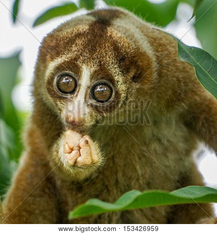 Slow Loris Monkey On Image & Photo (Free Trial) | Bigstock