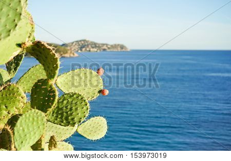 Prickly Pear Cactus Image & Photo (Free Trial) | Bigstock