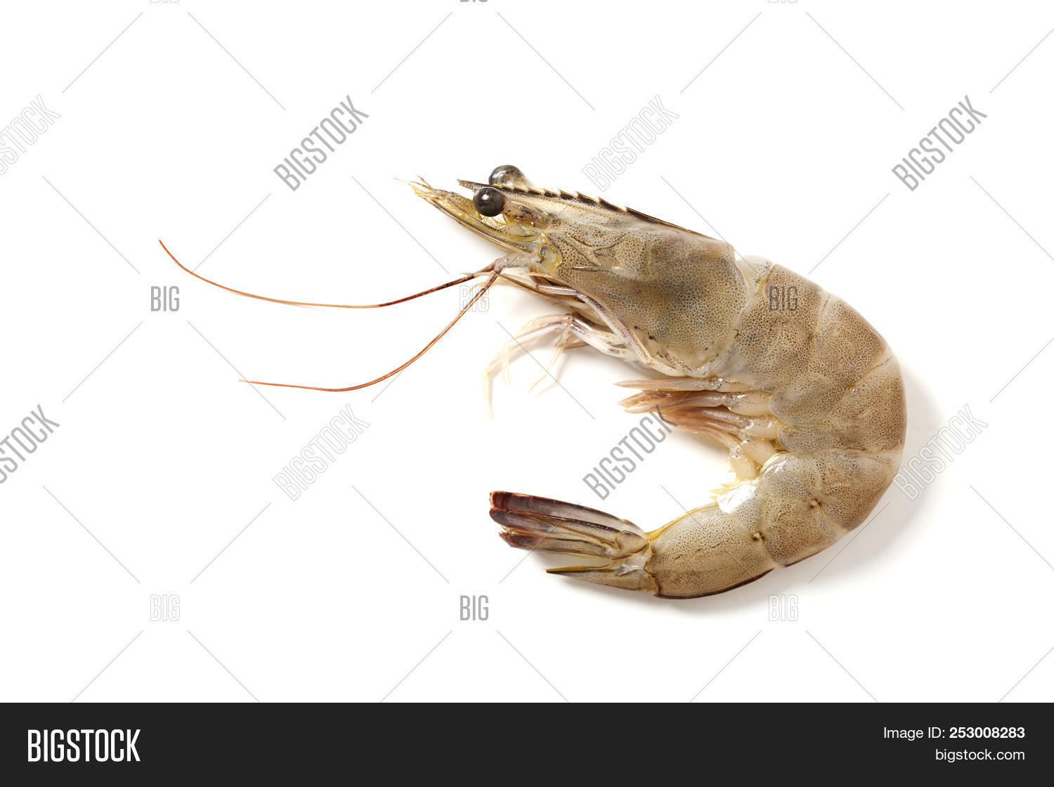 Raw Fresh Tiger Shrimp Image & Photo (Free Trial) | Bigstock