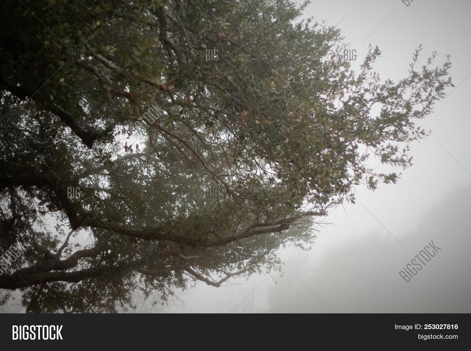 Texas Oak Limbs On Image & Photo (Free Trial) | Bigstock