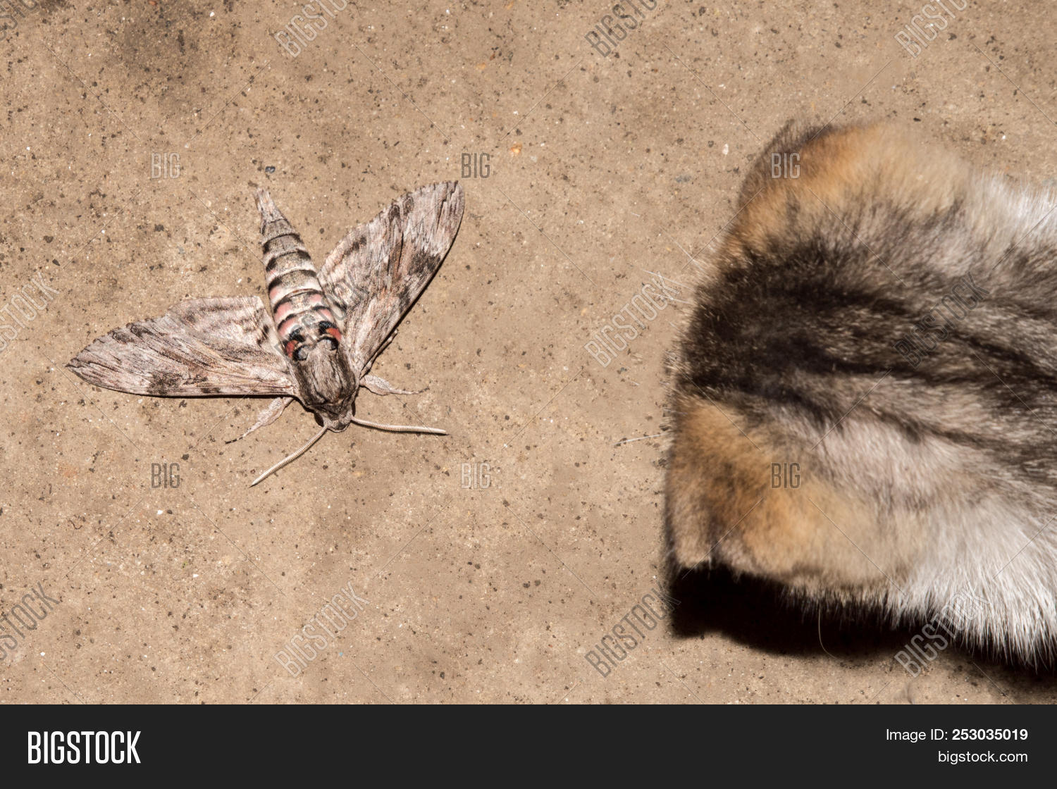 Large Emperor Moth Image & Photo (Free Trial) | Bigstock