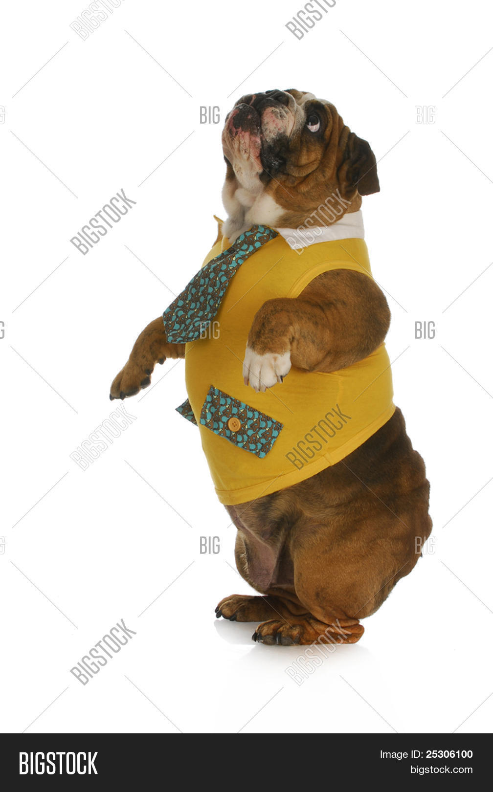Dog Standing - English Image & Photo (Free Trial) | Bigstock