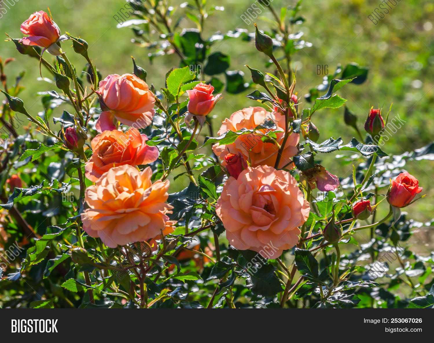 Rose Lambada Bushes Image & Photo (Free Trial) | Bigstock
