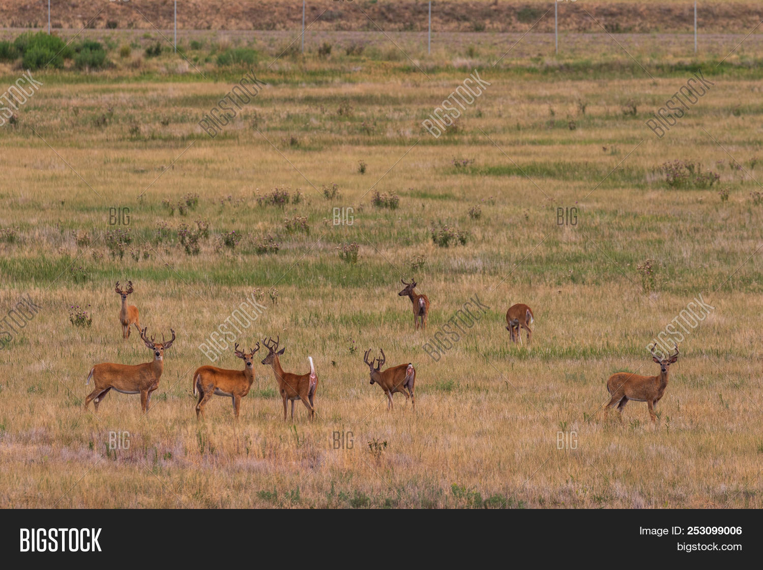 Herd Whitetail Deer Image & Photo (Free Trial) | Bigstock