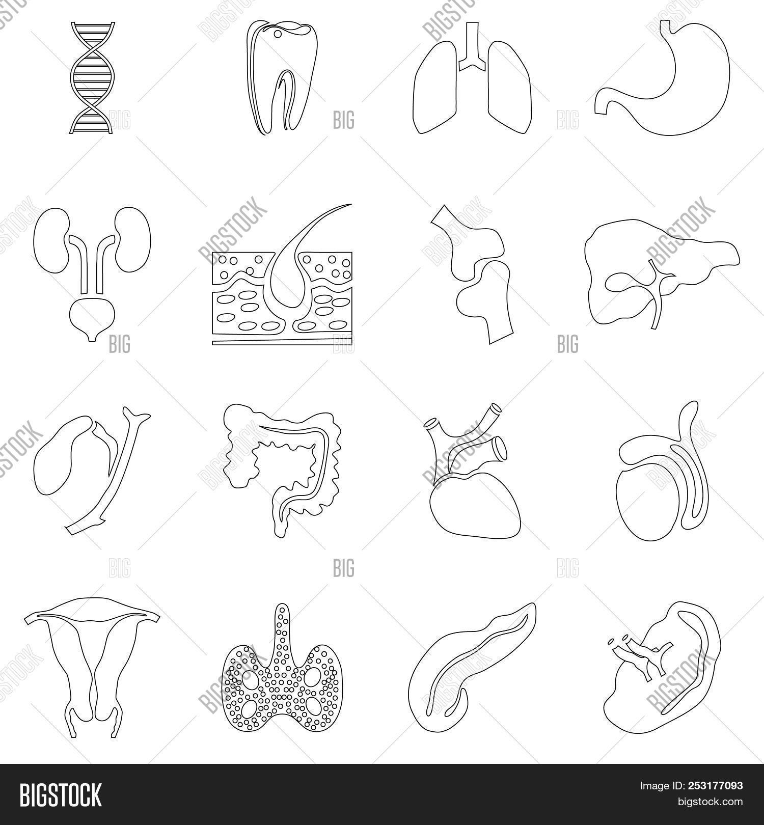 Outline Internal Image & Photo (Free Trial) | Bigstock