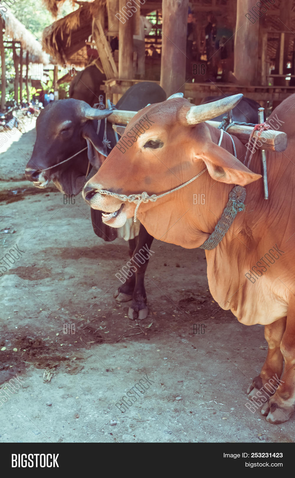 Single Oxen Yoke
