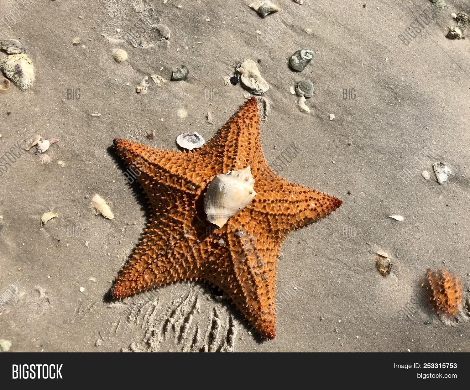 Orange Starfish Conch Image & Photo (Free Trial) | Bigstock
