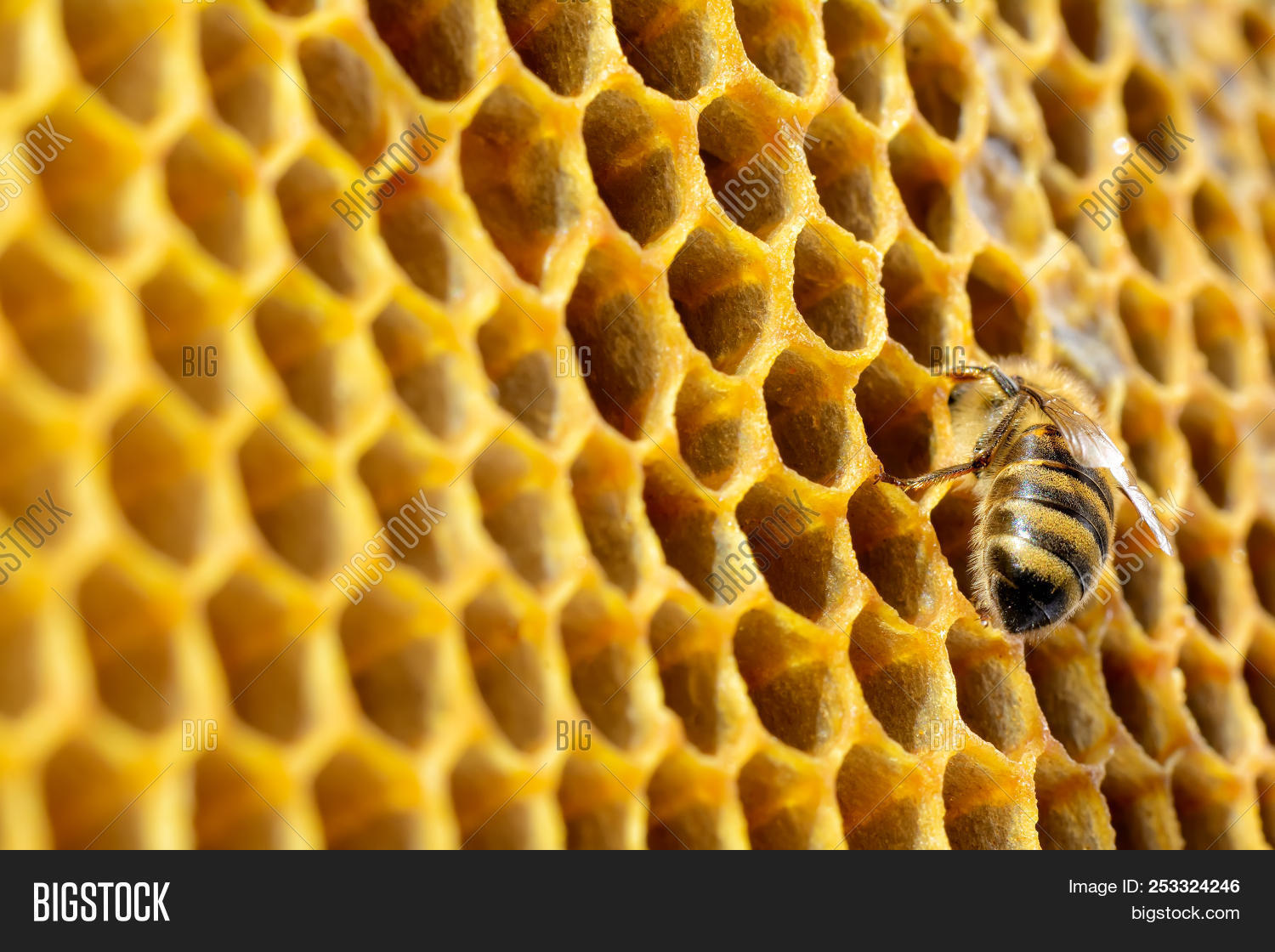 Bees Beehive On Image & Photo (Free Trial) | Bigstock