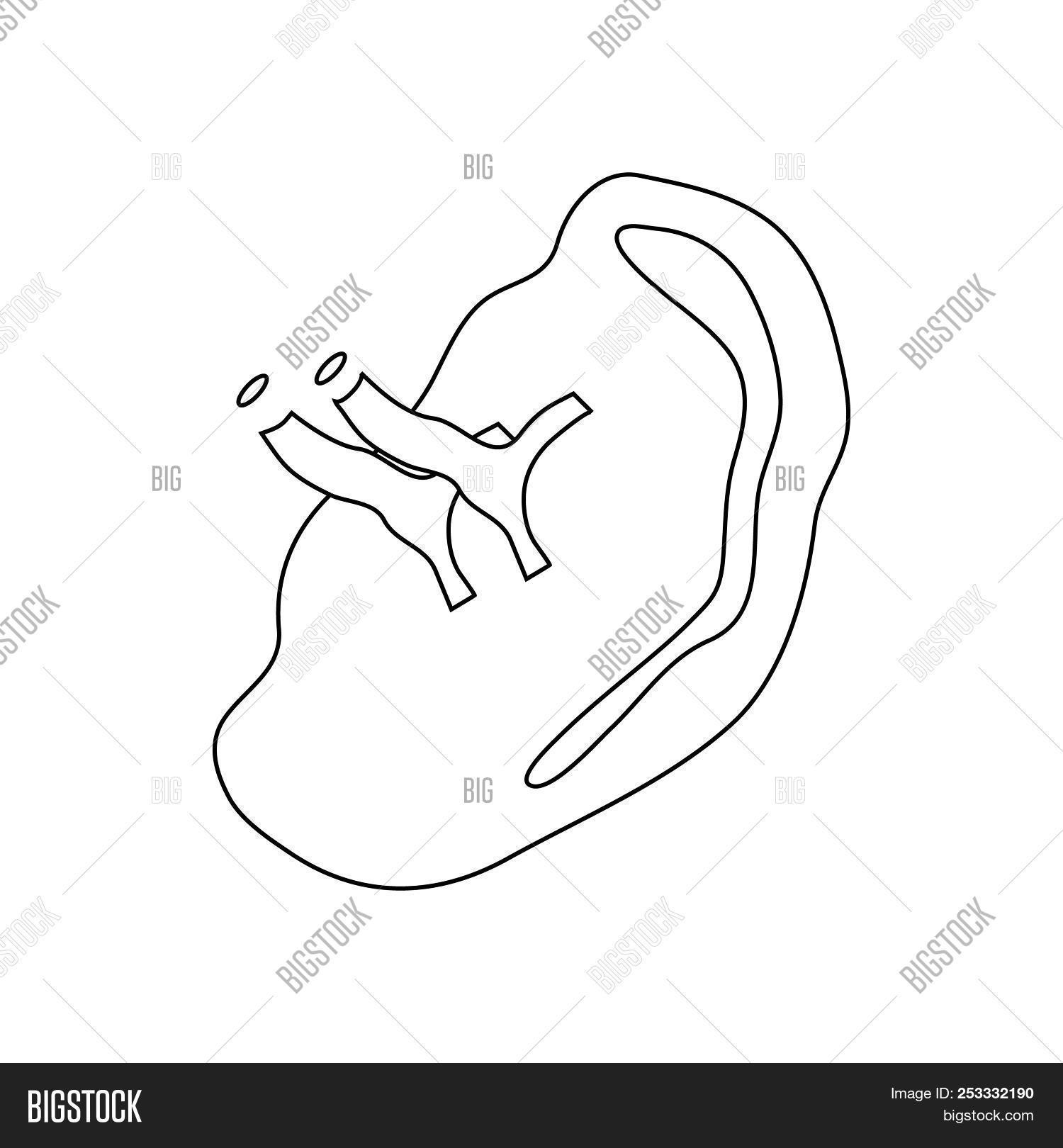 Spleen Coloring Template Pancreas Liver Sketch Coloring Page