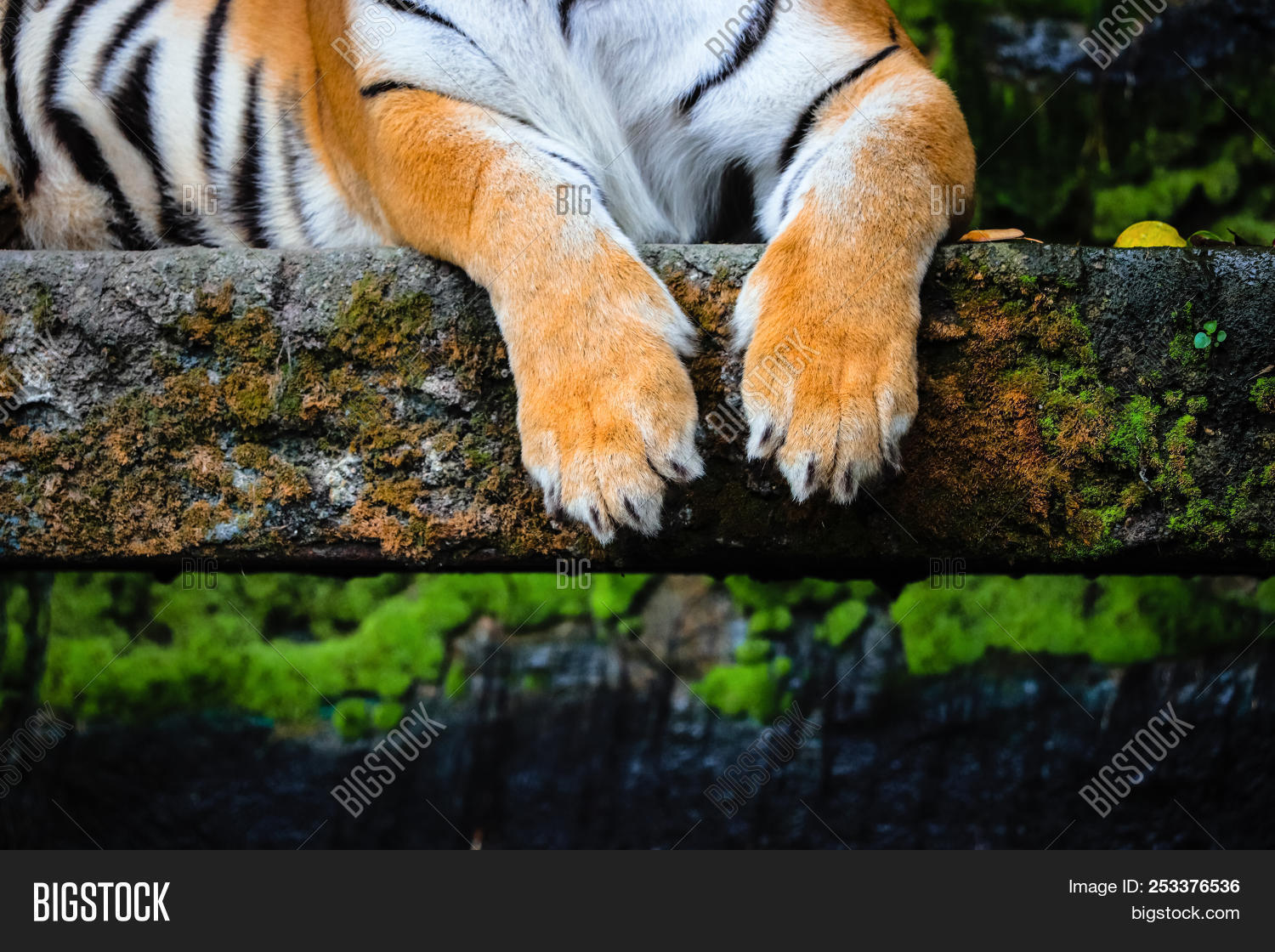 Close Bengal Tiger Image & Photo (Free Trial) | Bigstock