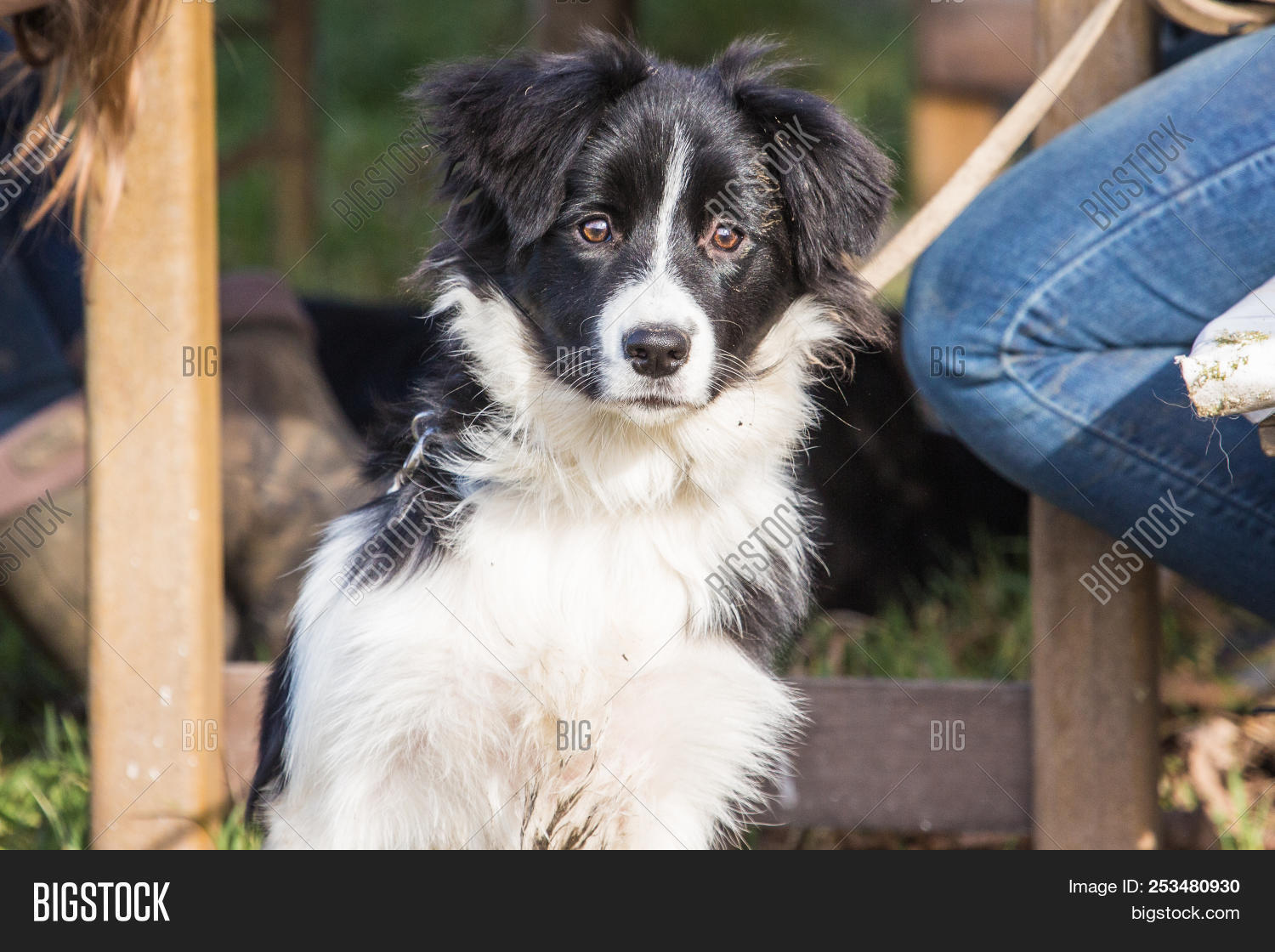 Border Collie Adult Image & Photo (Free Trial) | Bigstock