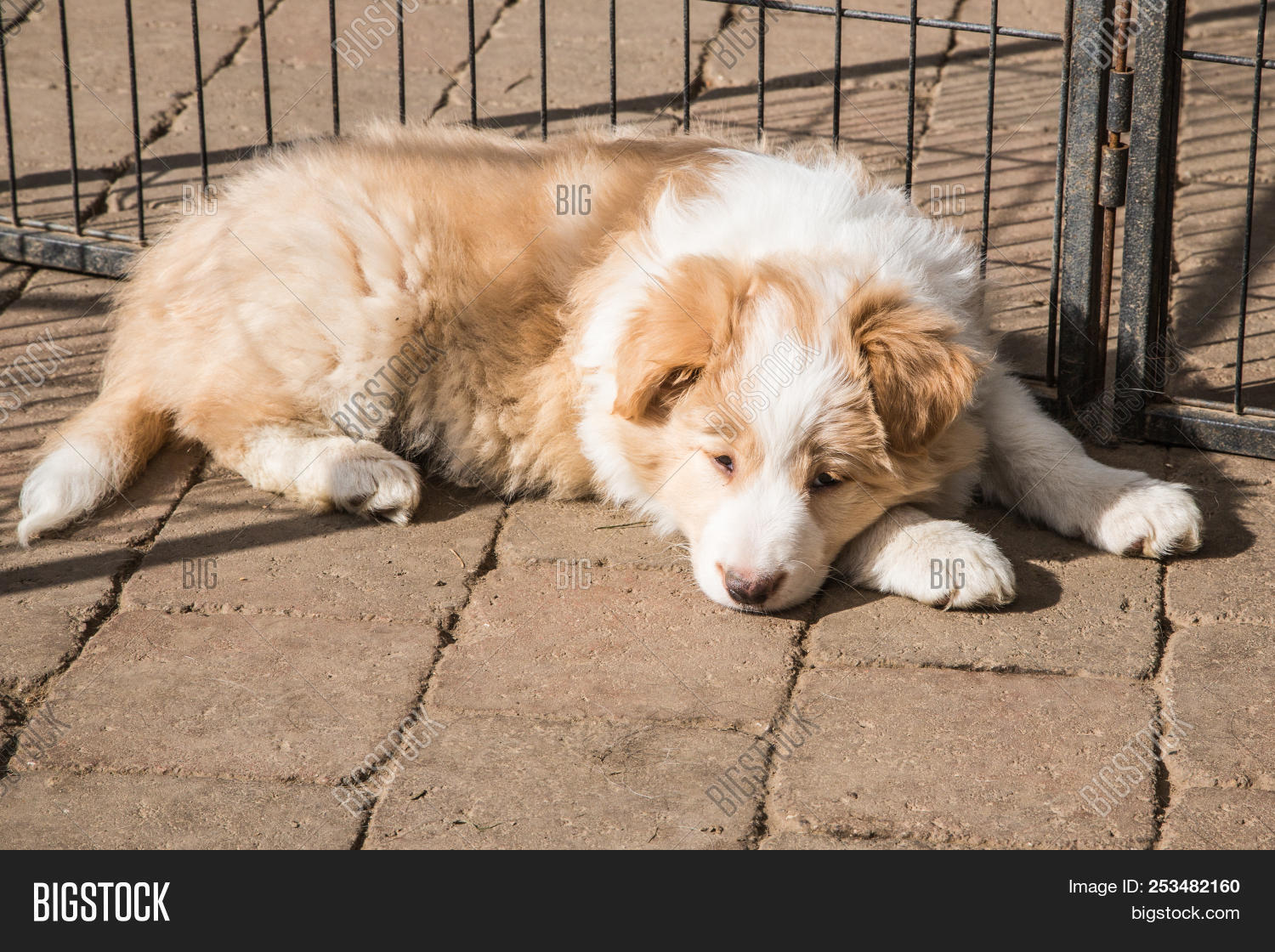 Border Collie Adult Image & Photo (Free Trial) | Bigstock