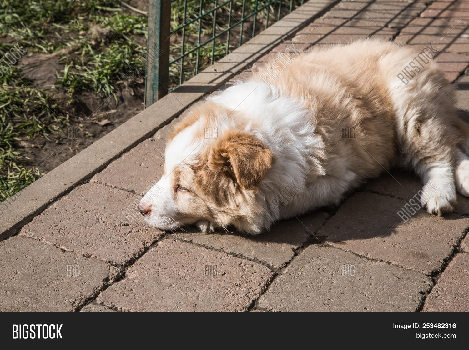 Border Collie Adult Image & Photo (Free Trial) | Bigstock