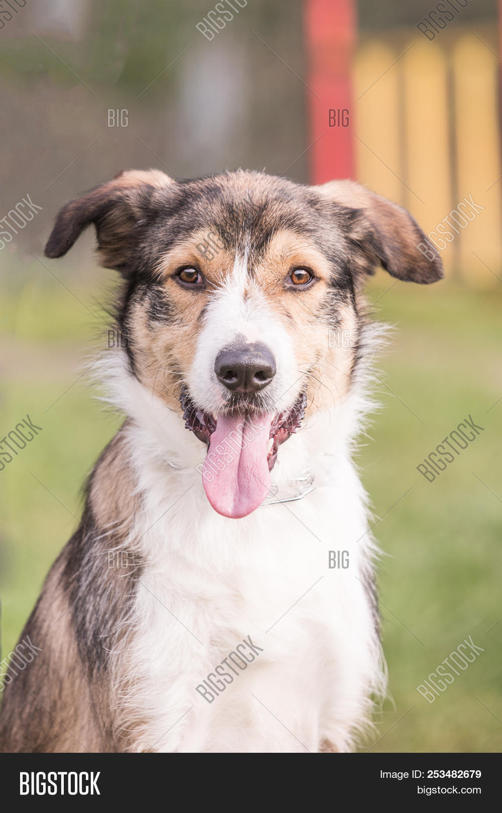 Border Collie Adult Image & Photo (Free Trial) | Bigstock