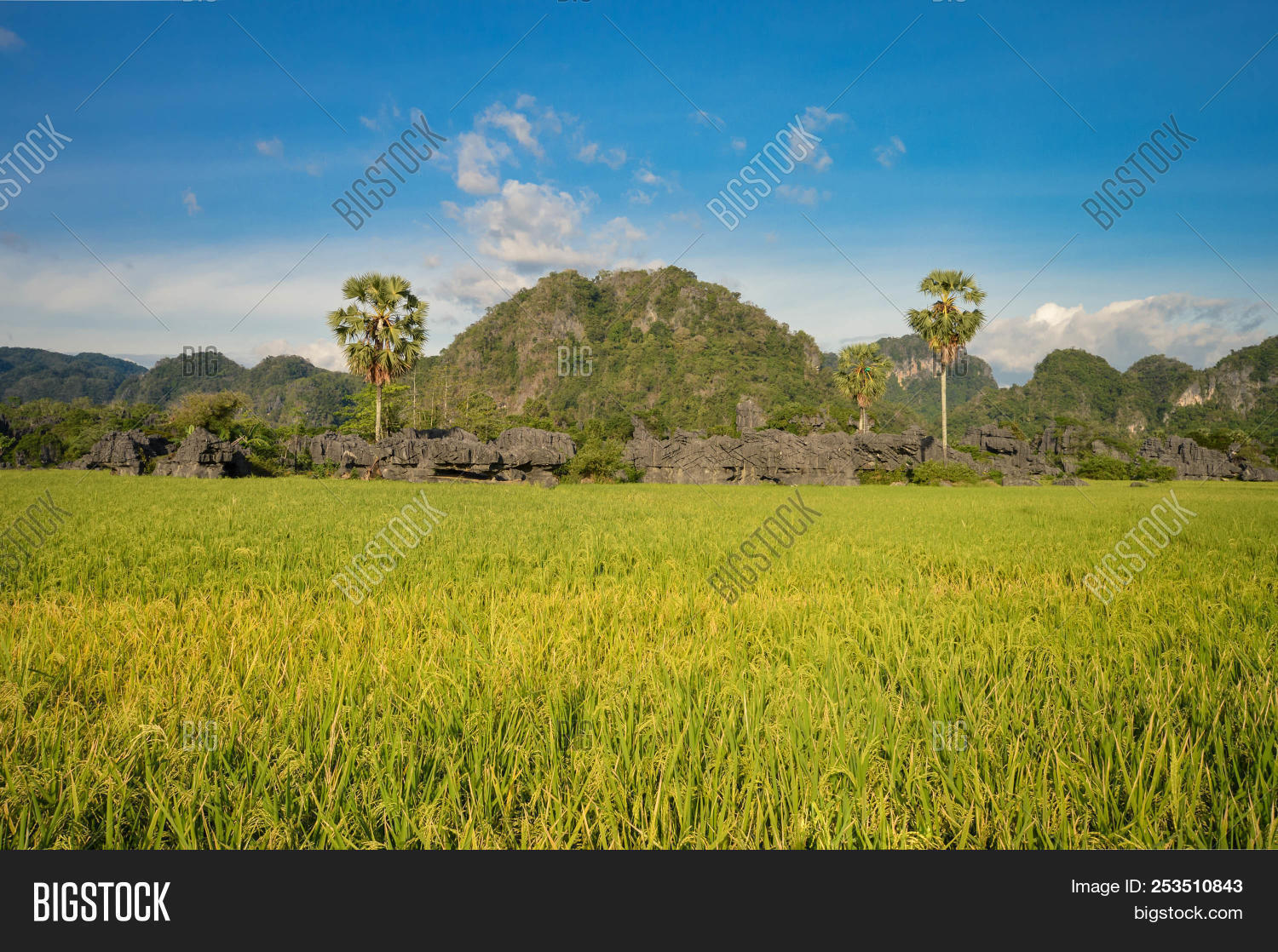 Beautiful Stone Forest Image & Photo (Free Trial) | Bigstock