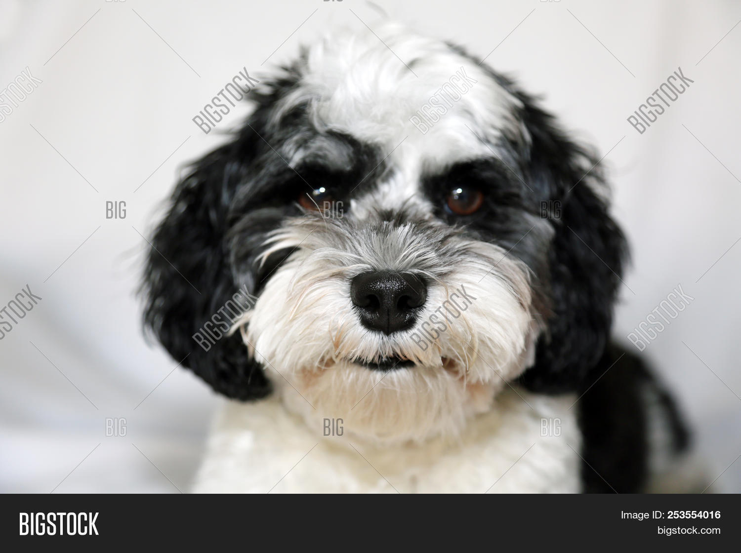 Havanese Dog. Image & Photo (Free Trial) | Bigstock