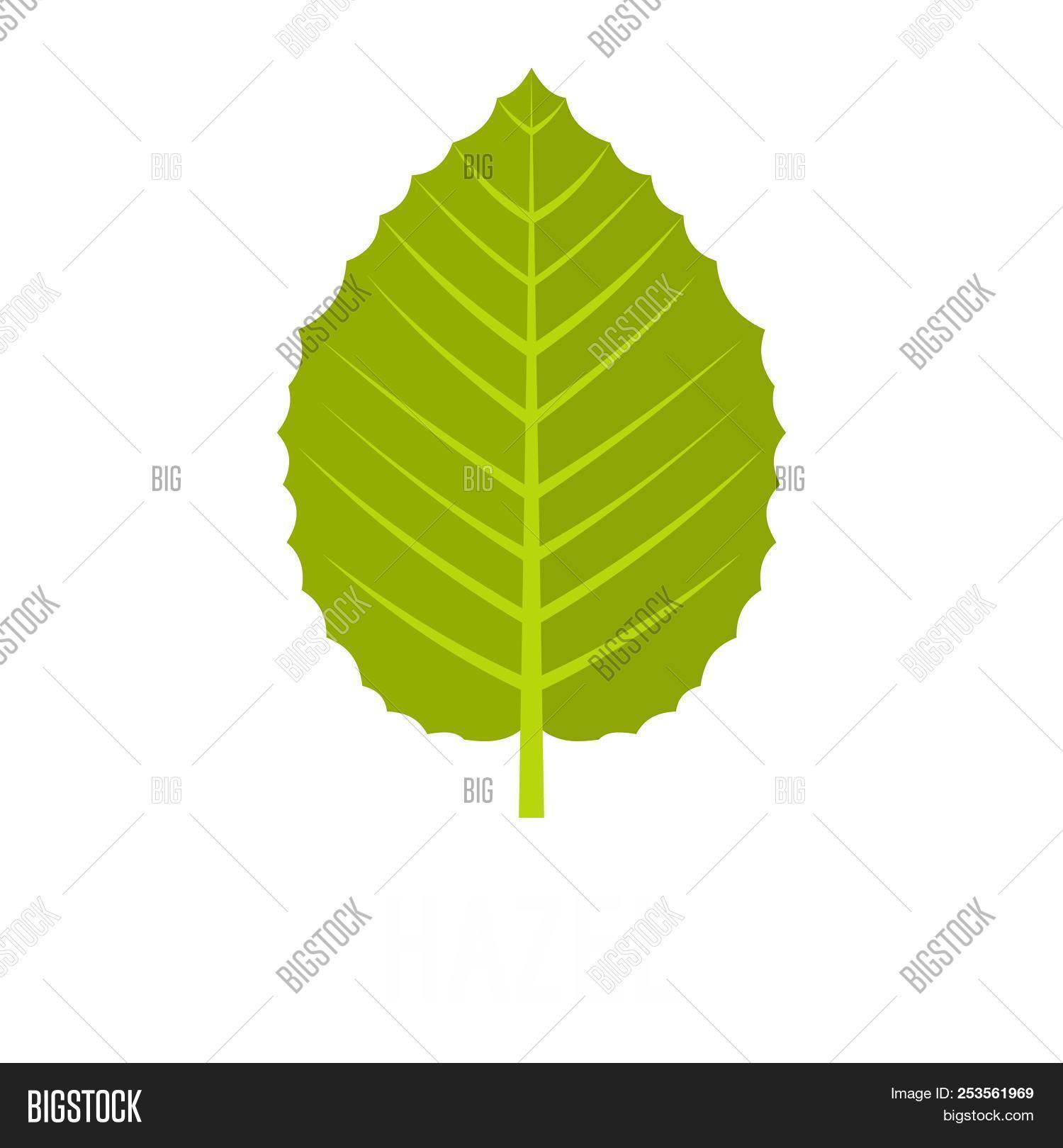 Hazel Leaf Icon. Flat Image & Photo (Free Trial) | Bigstock