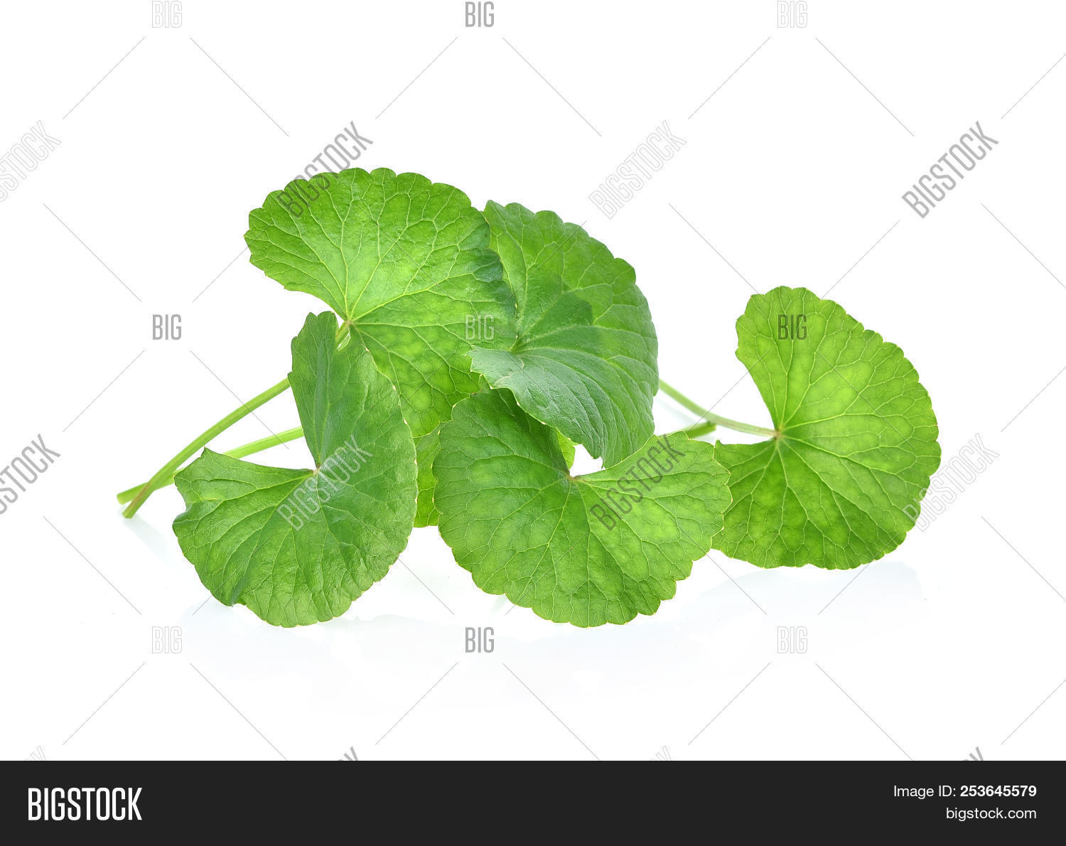 Centella Asiatica Image & Photo (Free Trial) | Bigstock