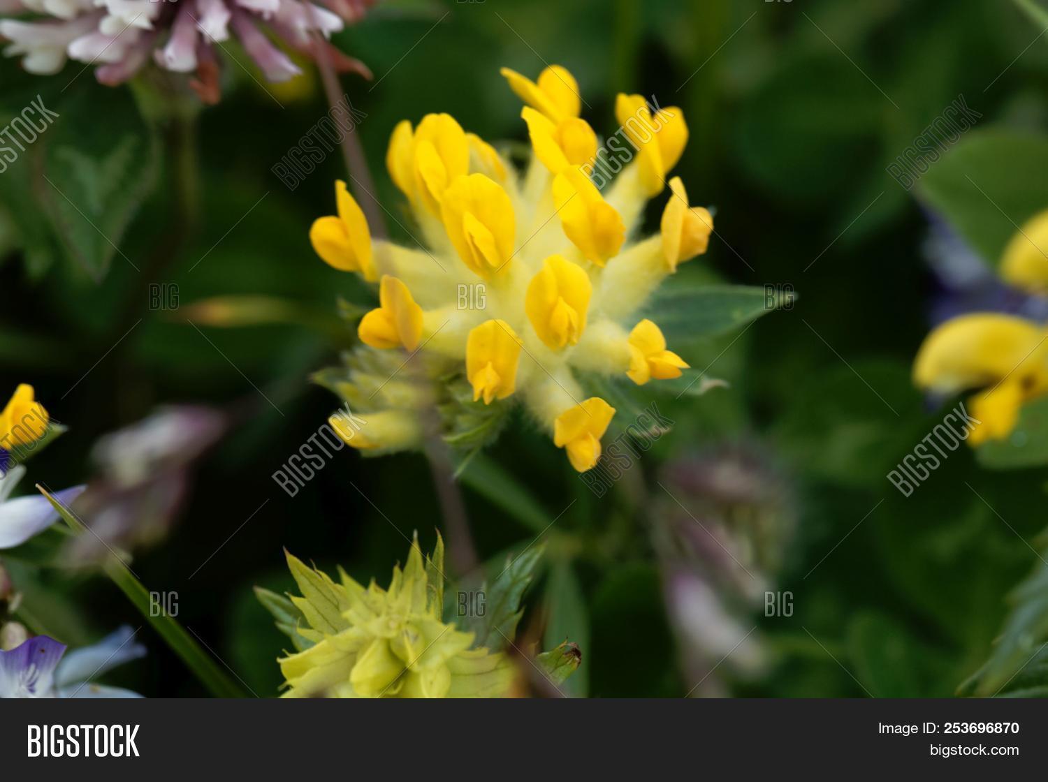 Flowers Alpine Common Image & Photo (Free Trial) | Bigstock