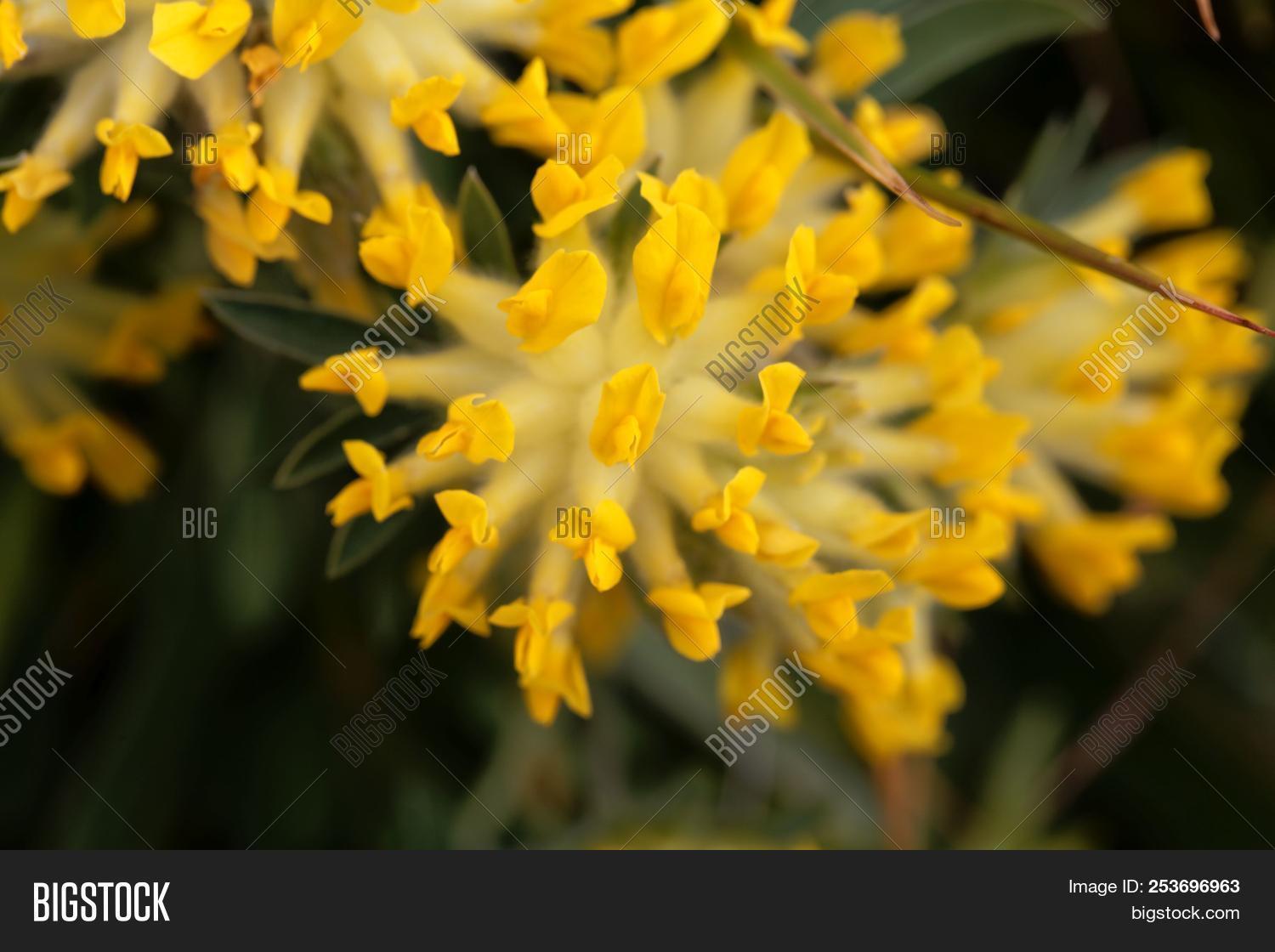 Flowers Alpine Common Image & Photo (Free Trial) | Bigstock