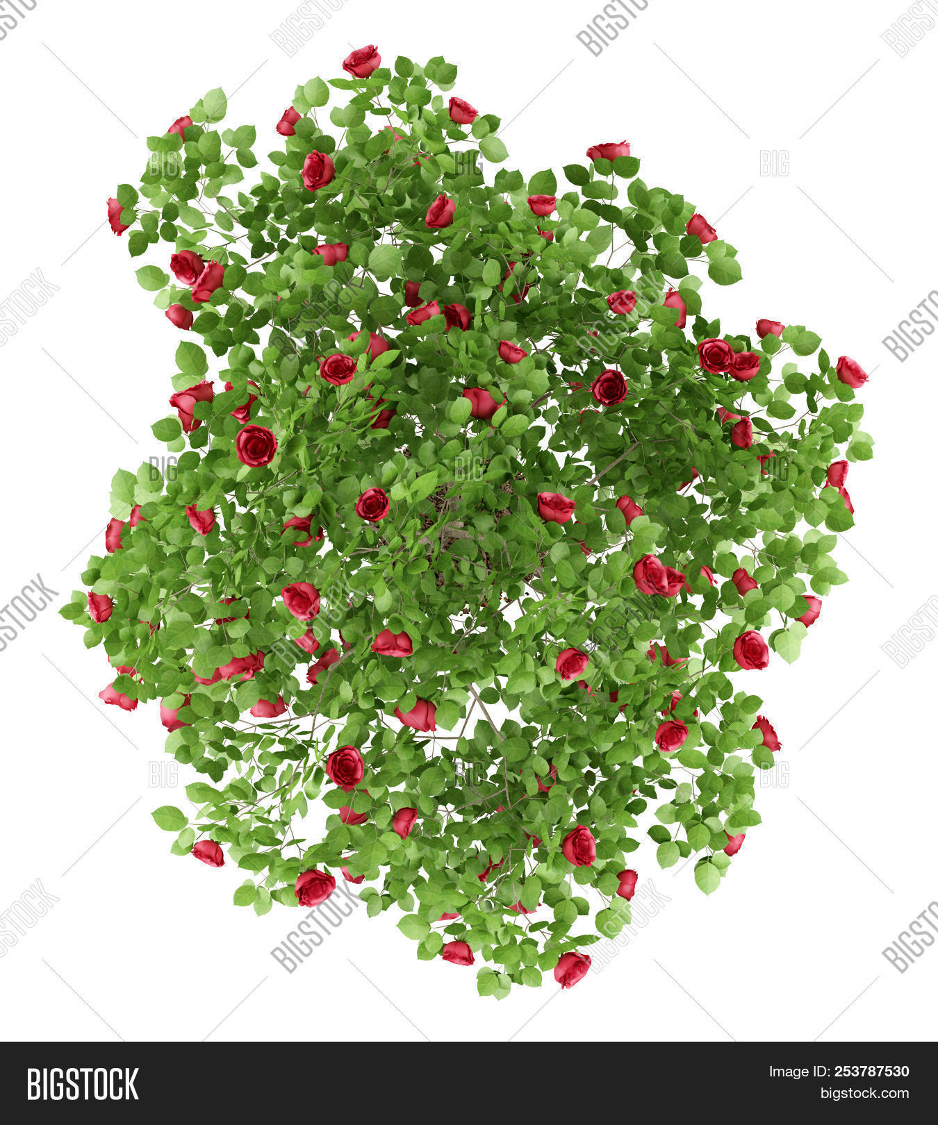 Top View Red Rose Image & Photo (Free Trial) | Bigstock