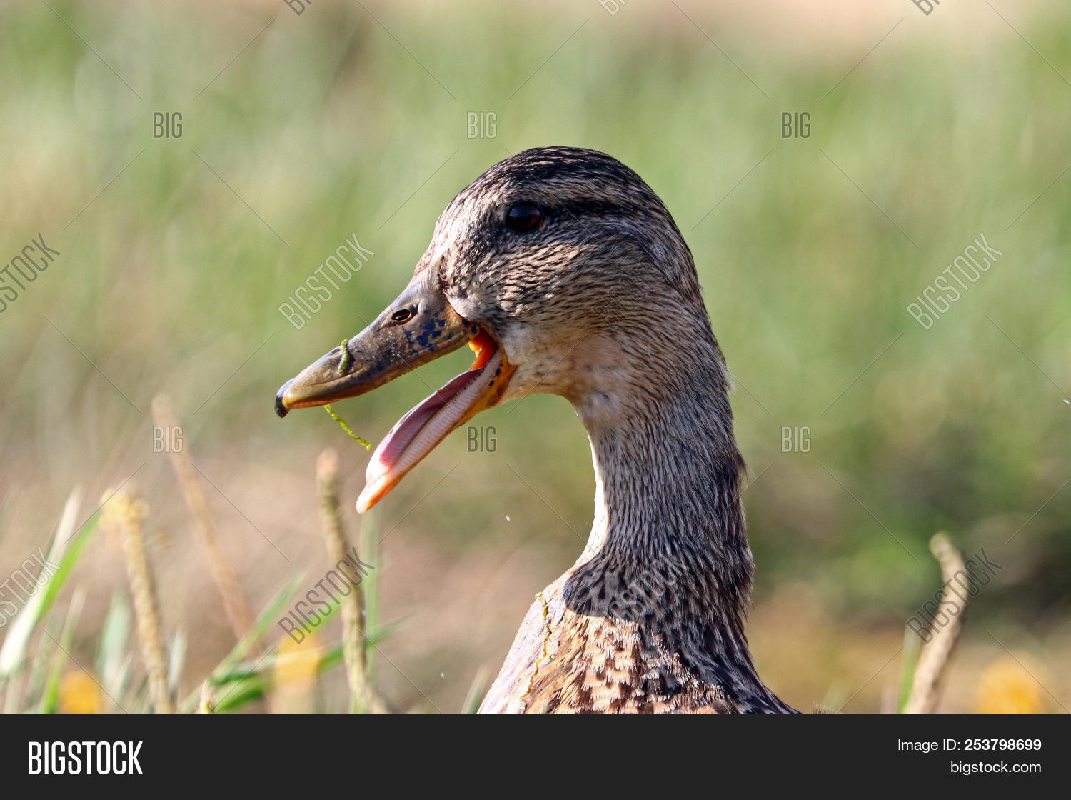 Female Mallard Image & Photo (Free Trial) | Bigstock