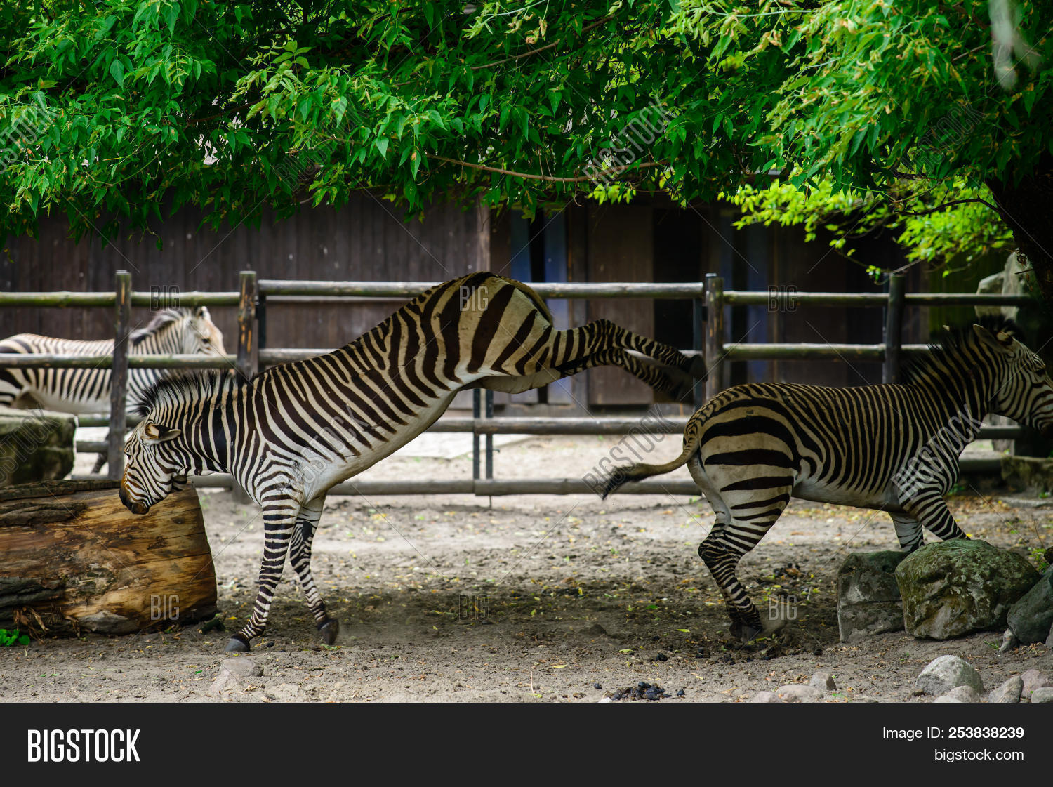 Two Male Zebras Image & Photo (Free Trial) | Bigstock