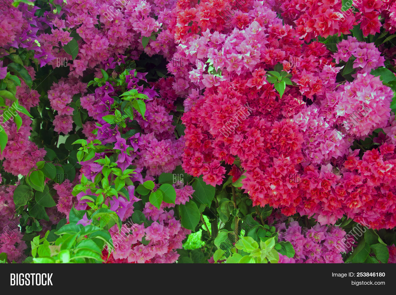 Pink Puple Flowers Image & Photo (Free Trial) | Bigstock