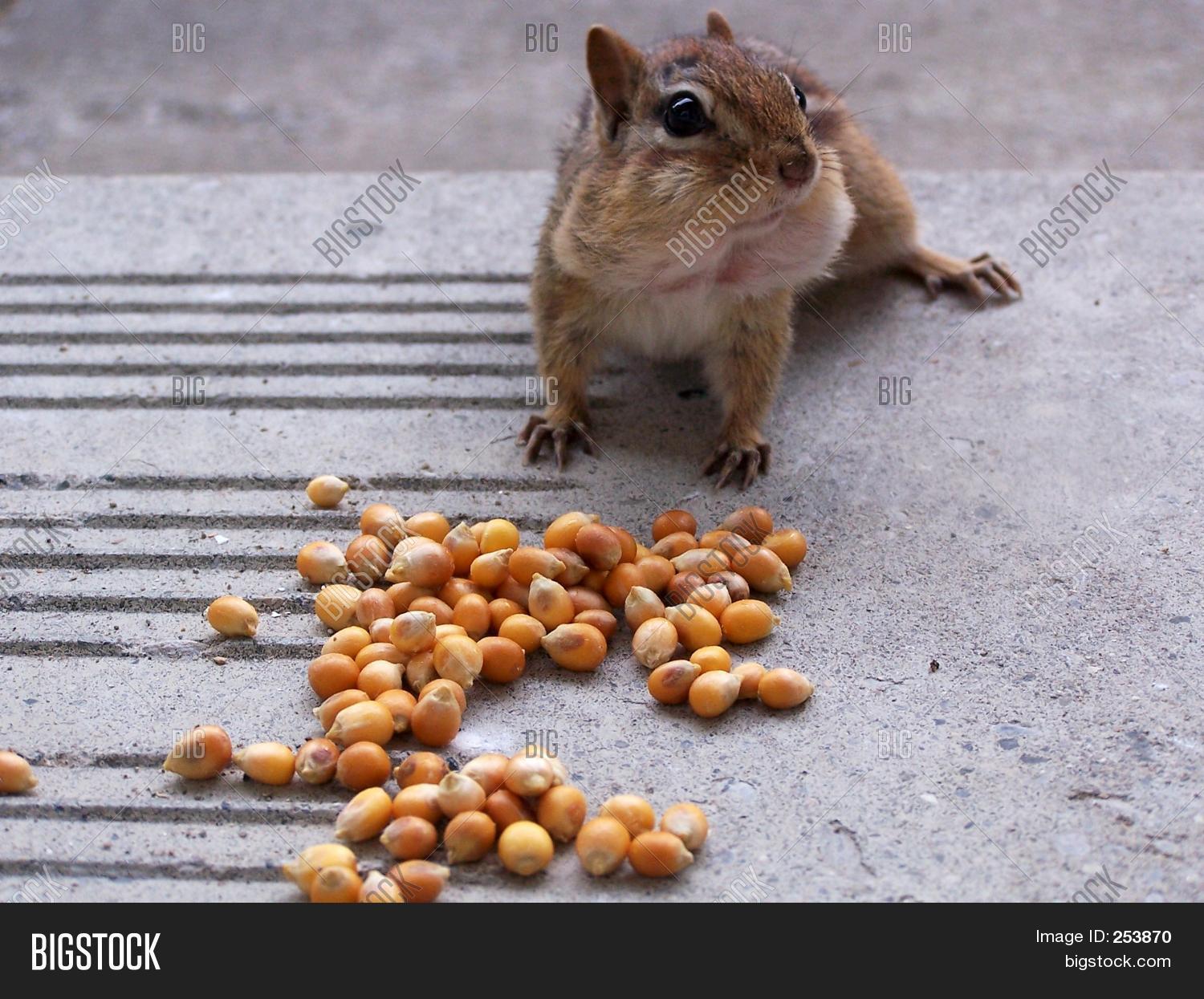 Chipmunk Stuffed Image & Photo (Free Trial) | Bigstock