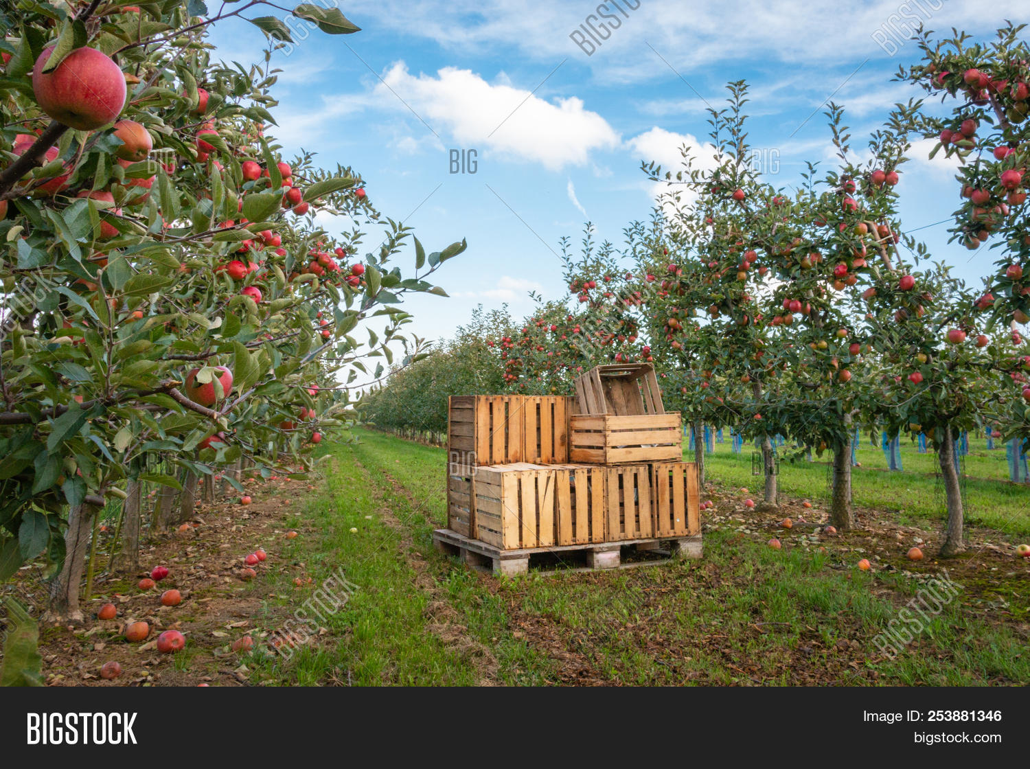 Crates Orchard Full Image & Photo (Free Trial) | Bigstock