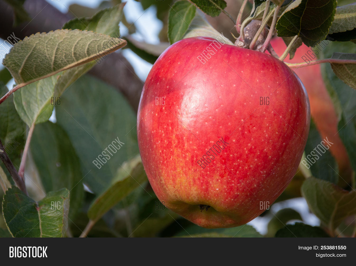 Delicious Ripe Red Image & Photo (Free Trial) | Bigstock
