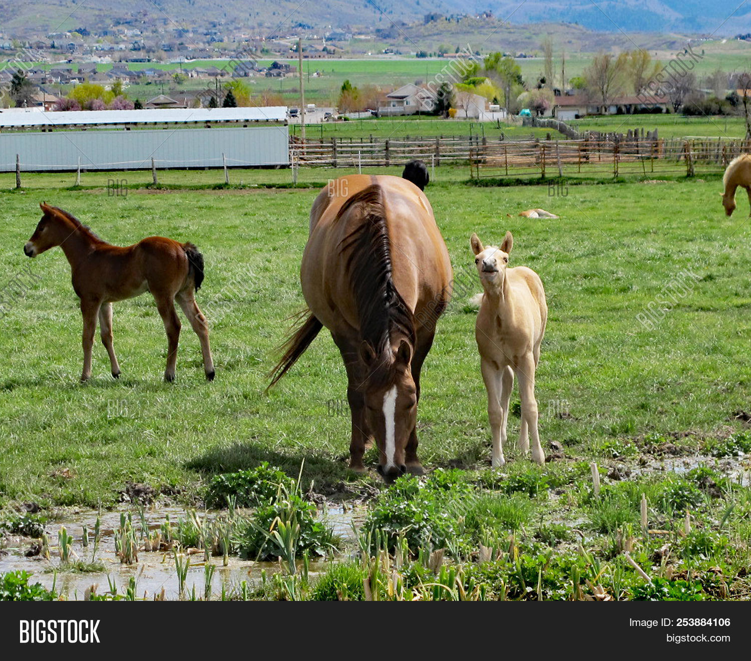 Palomino Foal Neighing Image & Photo (Free Trial) | Bigstock