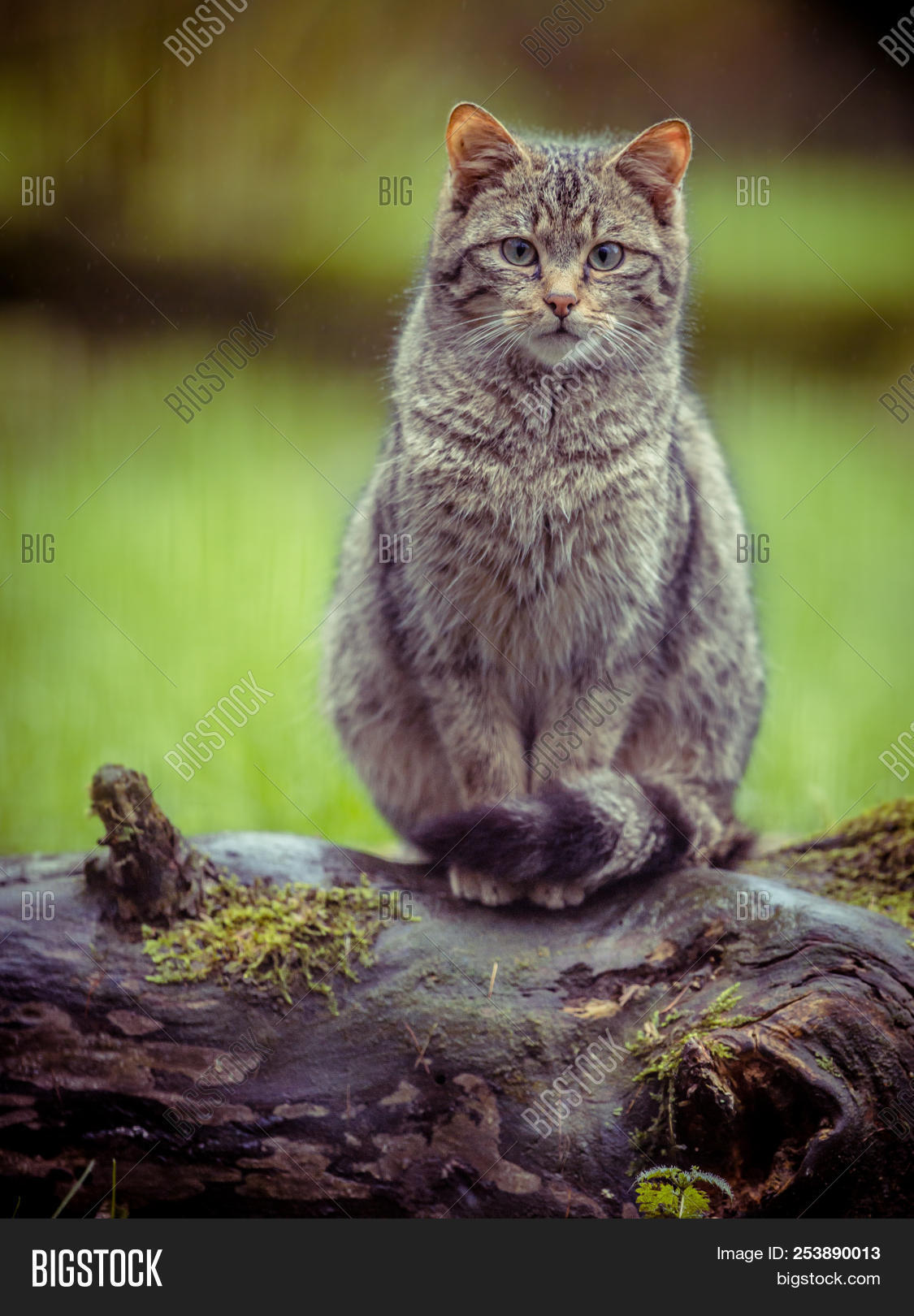 Cute European Wild Cat Image & Photo (Free Trial) | Bigstock