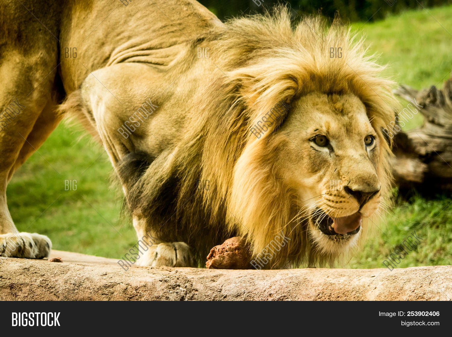 Color Image Male Lion Image & Photo (Free Trial) | Bigstock
