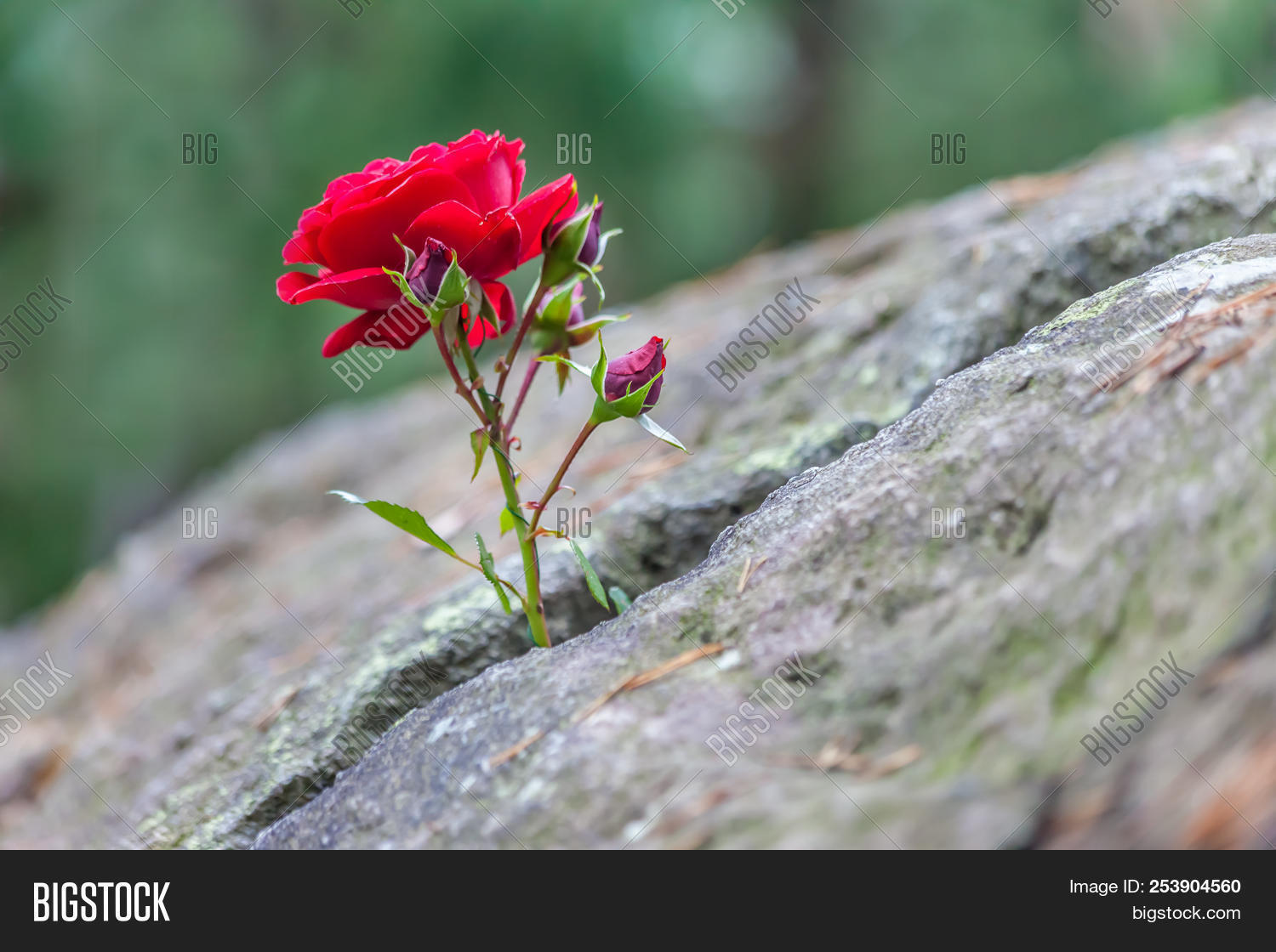 Red Rose Grows Crevice Image & Photo (Free Trial) | Bigstock