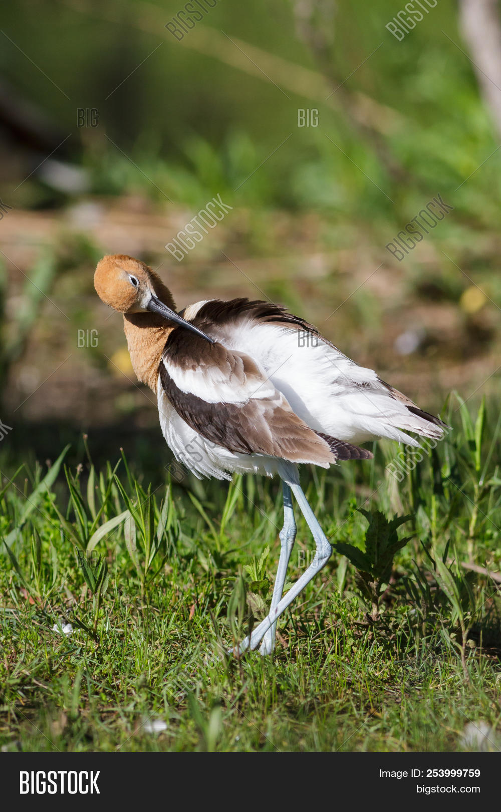 American Avocet Large Image & Photo (Free Trial) | Bigstock